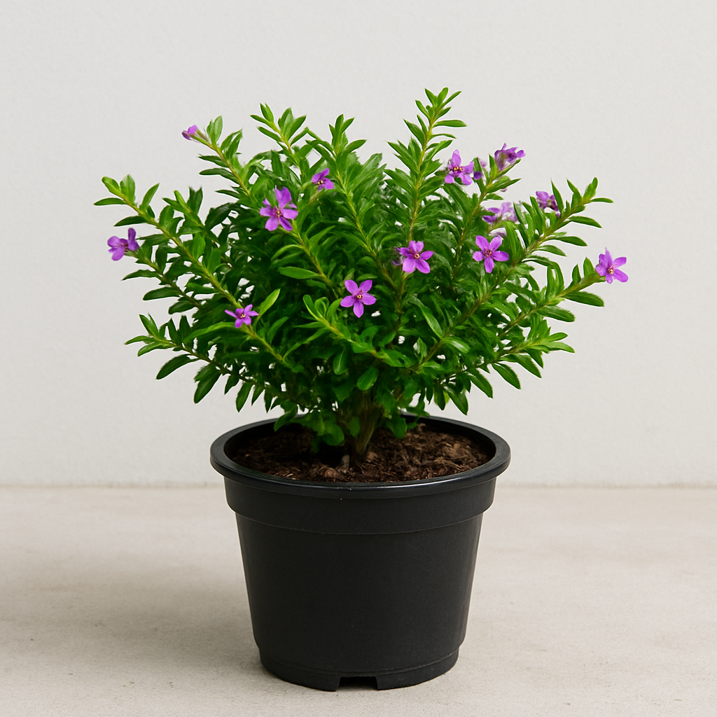 Cuphea Hyssopifolia (Khufiya) – A Perfect Blooming Bush for Borders, P ...