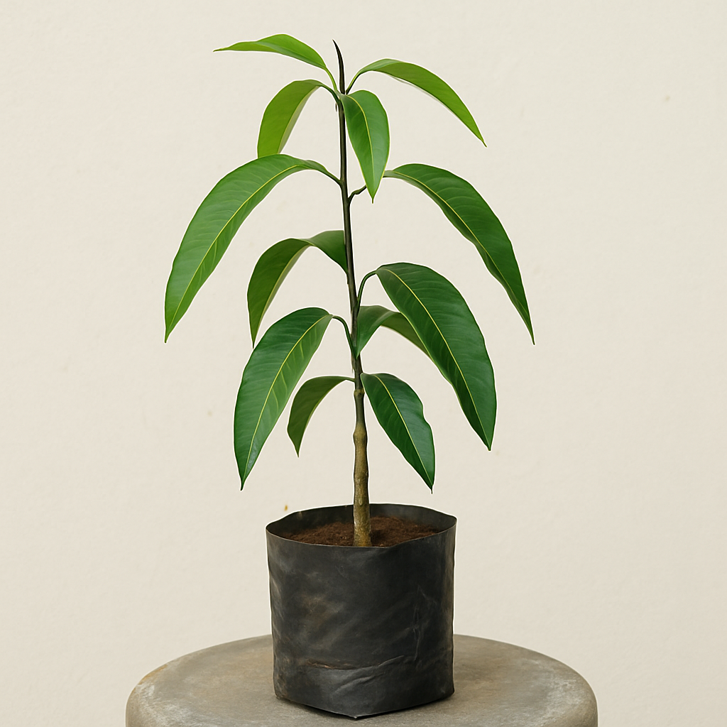 "Moovandan Mango (Mangifera indica): Kerala’s Beloved Grafted Mango Tr ...