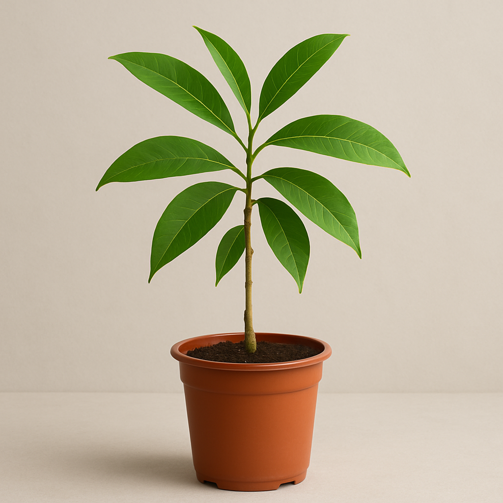 Egg Fruit (Canistel / Muttapazham) – A Rare Tropical Superfruit Tree f ...