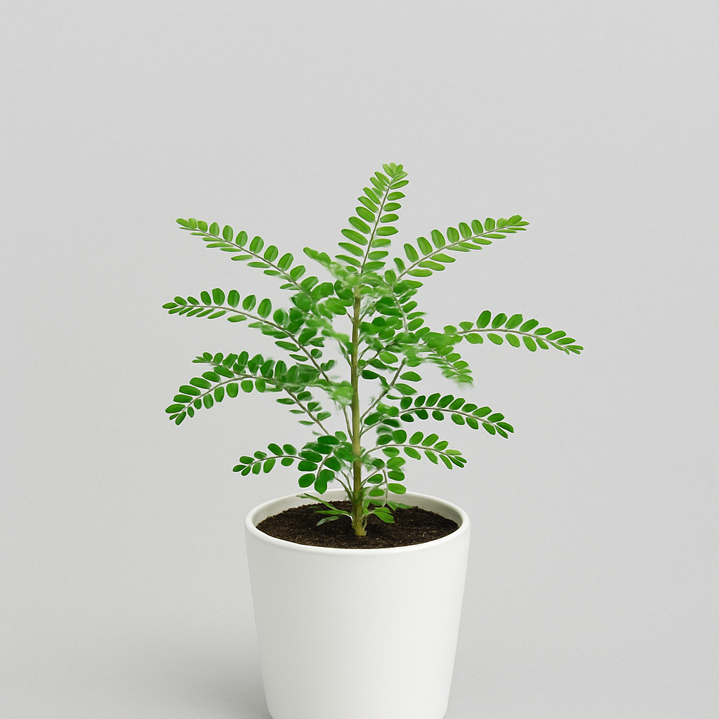 Keezharnelli (Phyllanthus niruri): Bridging Ornamental Beauty & Medici ...