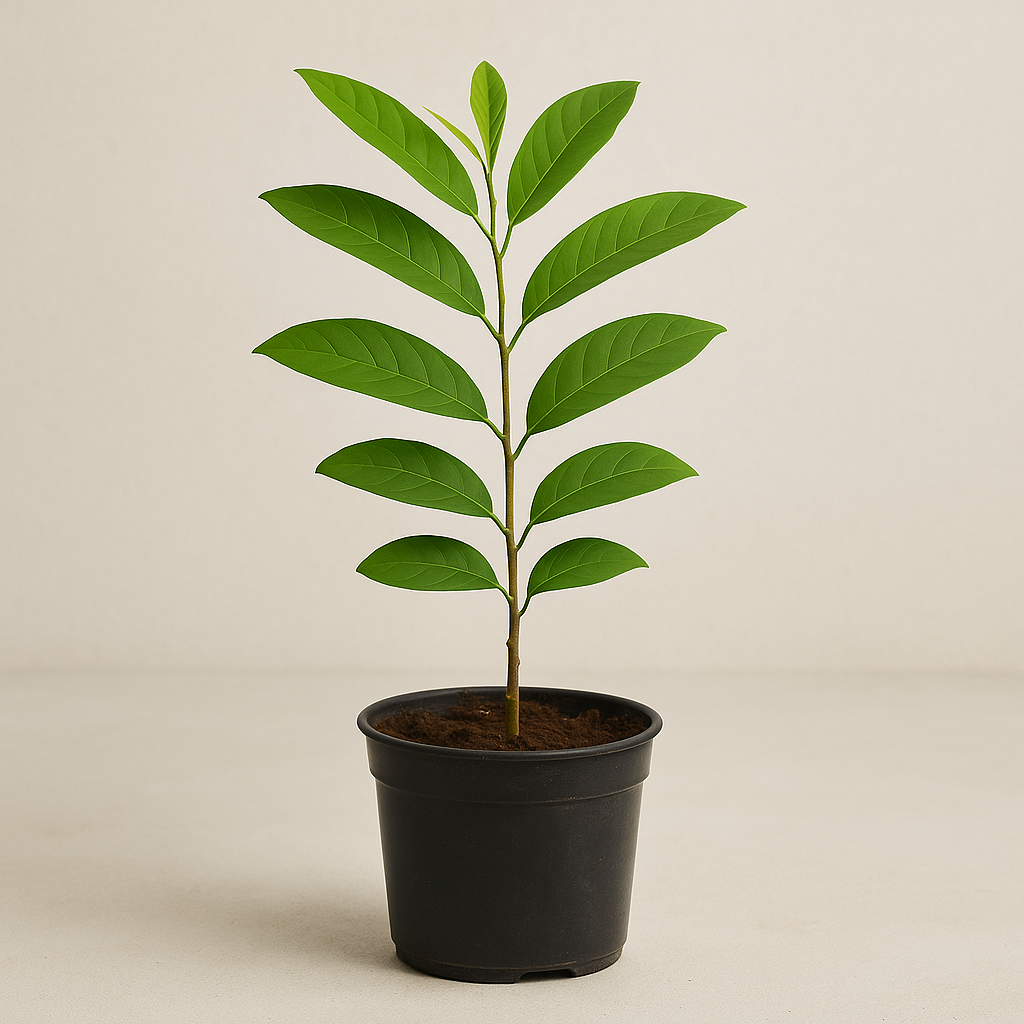 Grow Aathachakka (Annona reticulata) at Home – A Unique Tropical Fruit ...