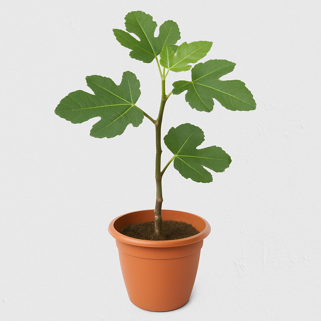 Israel Athi (Anjeer/Fig) – The Sweet, Nutritious Fruit Tree for Home G ...