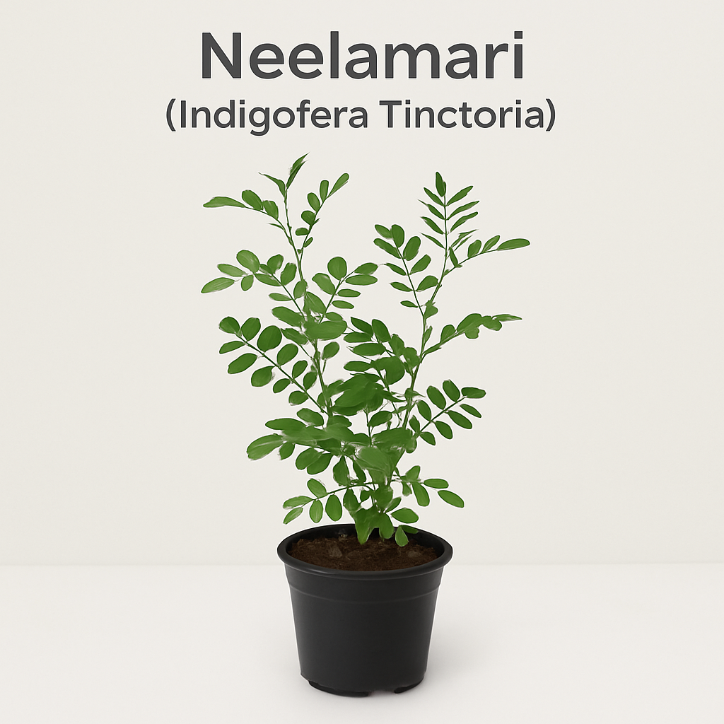 Neelamari (Indigofera Tinctoria): A Versatile Herbal Beauty for Garden ...