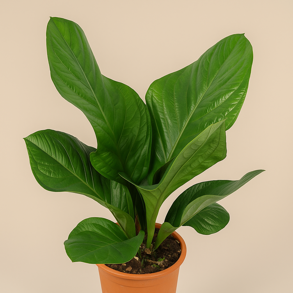 Anthurium Jenmanii – The Bold and Exotic Foliage Plant for Modern Indi ...