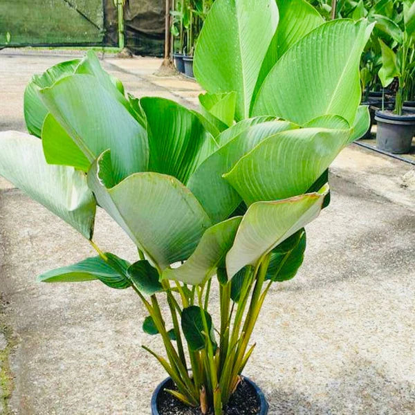 Calathea Lutea Care Guide: Unveiling the Secrets to Thriving with this ...
