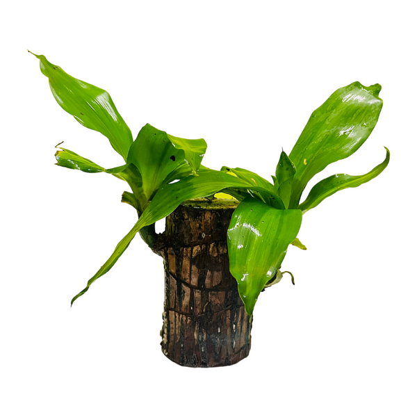 Dracaena Warnecki / Brazilian Lucky Wood Rooted Plant Stem - Live Plan ...