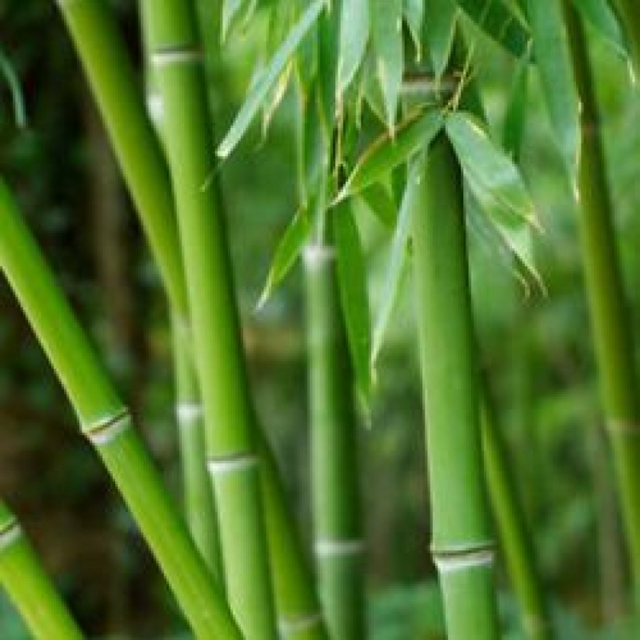 Birth Star Trees – Hug A Plant