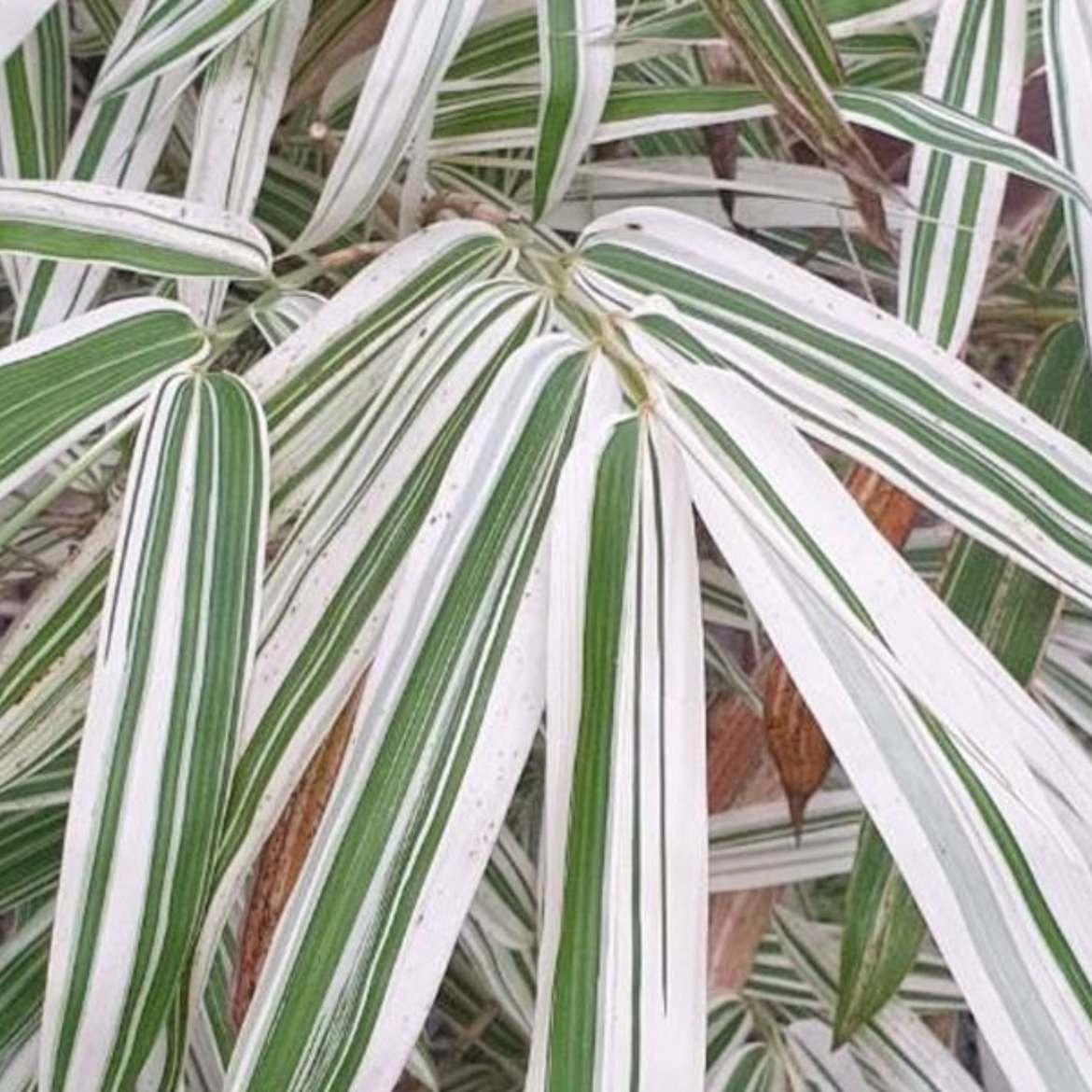 How to Care for Calathea Lutea – Hug A Plant