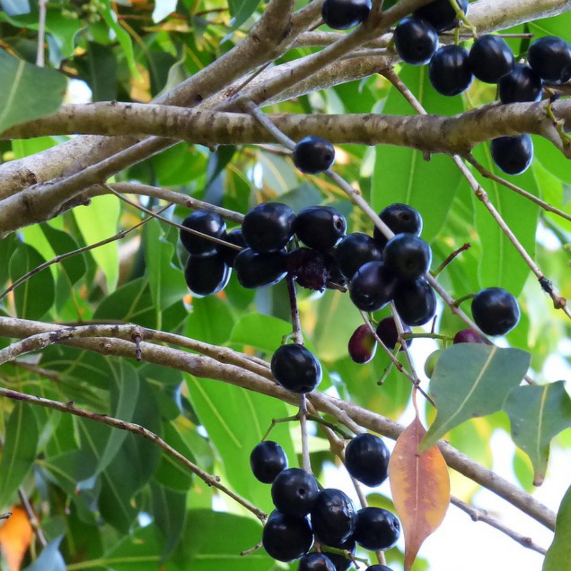 Birth Star Trees – Hug A Plant