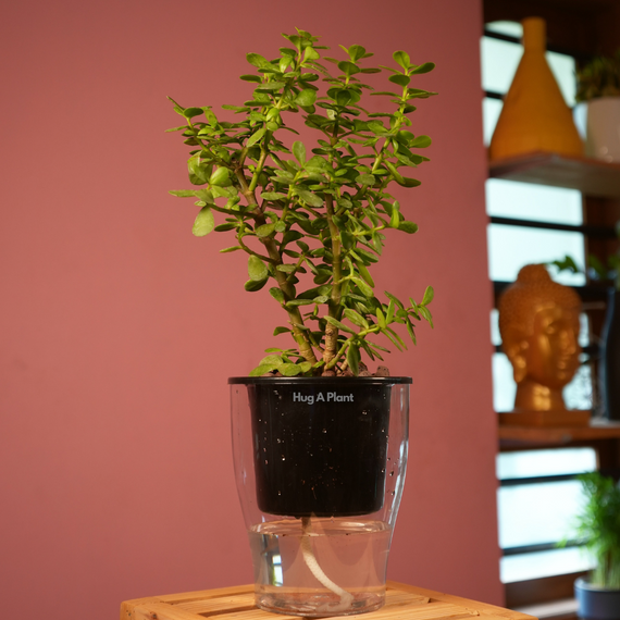 Cactus & Succulents – Hug A Plant