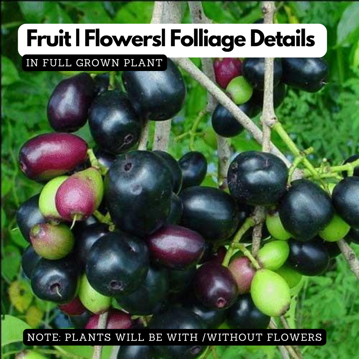 Birth Star Trees – Hug A Plant