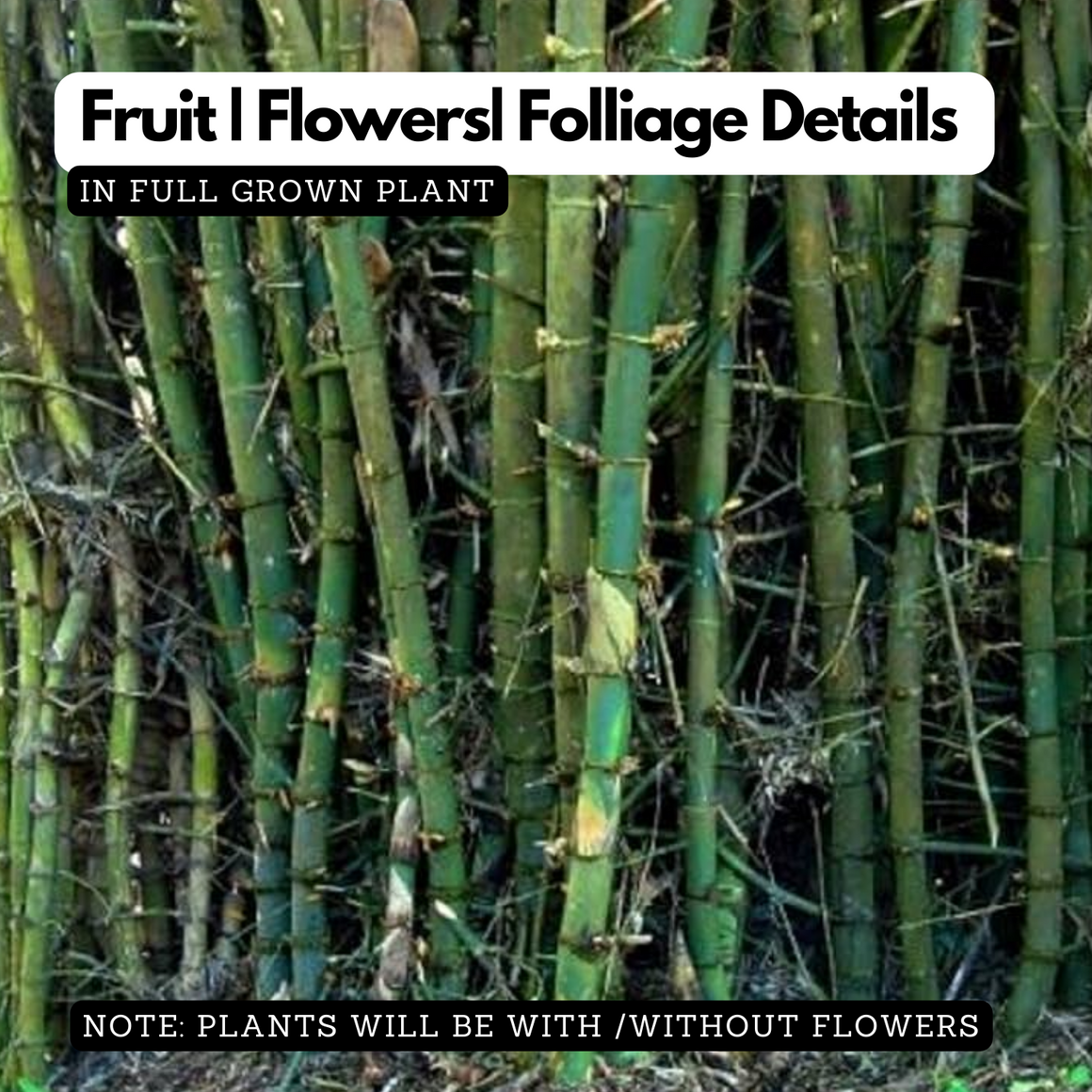 Birth Star Trees – Hug A Plant