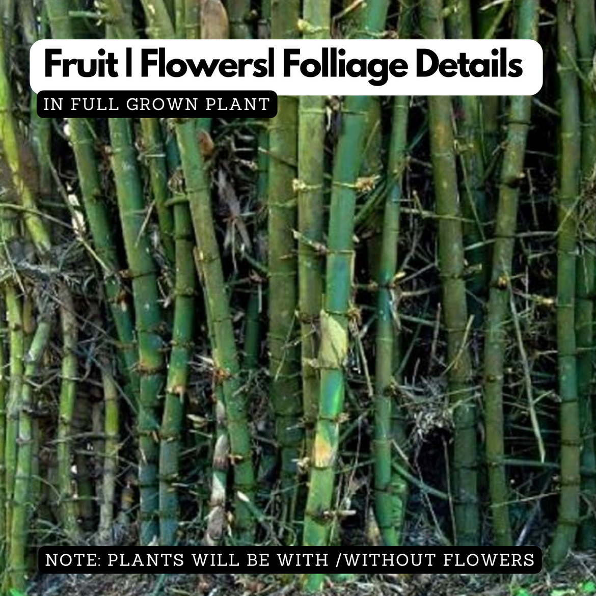 Birth Star Trees – Hug A Plant
