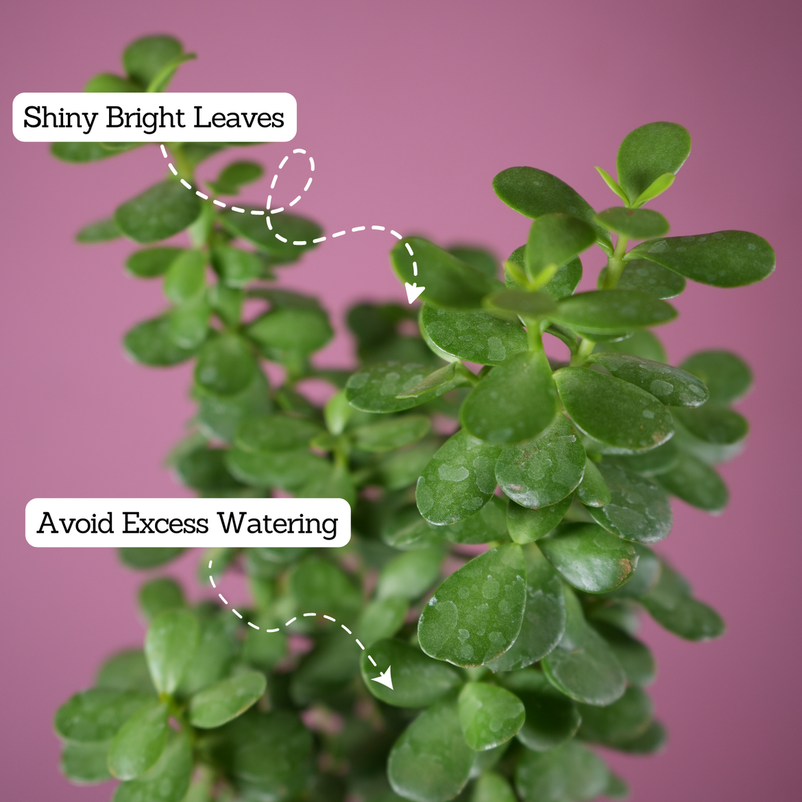 Cactus & Succulents – Hug A Plant