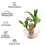 Dracaena Warnecki / Brazilian Lucky Wood Rooted Plant Stem - Live Plan ...