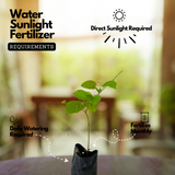 Manimulla (Porana Paniculata) Flowering/Ornamental Live Plant (Home ...