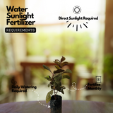 Red Apple Guava Live Live Fruit Plant (Home & Garden) – Hug A Plant