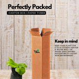 Kacholam (Kaempferia Galanga) Aromatic Ginger Medicinal Live Plant (Ho ...