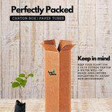 Manimulla (Porana Paniculata) Flowering/Ornamental Live Plant (Home ...