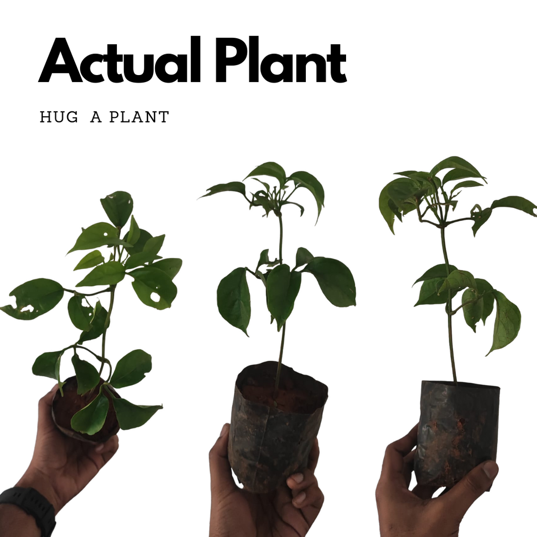 Torenia Live Plant (Home & Garden) – Hug A Plant