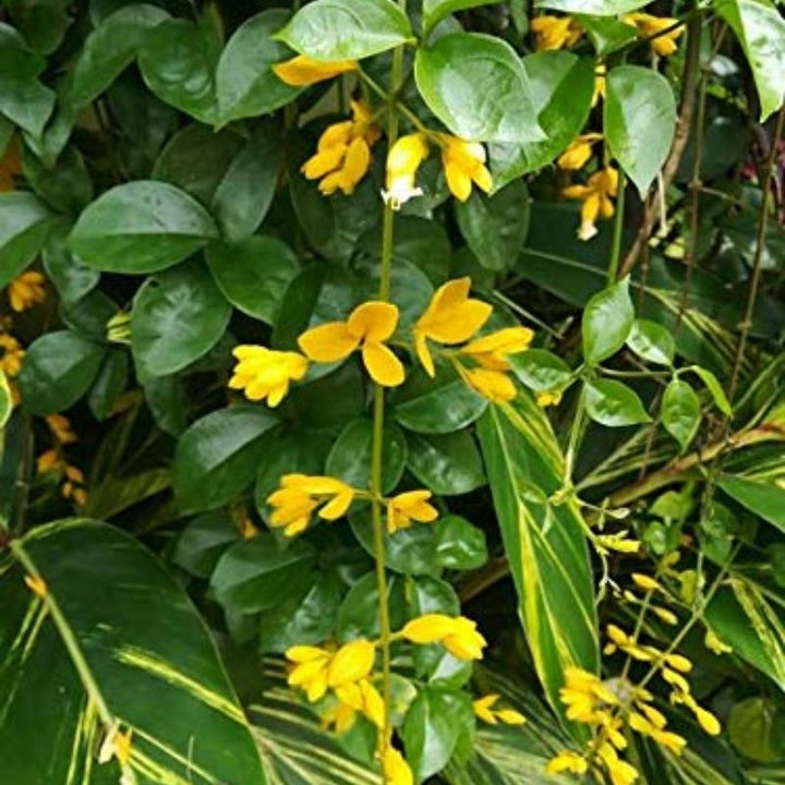 Manimulla (Porana Paniculata) Flowering/Ornamental Live Plant (Home ...