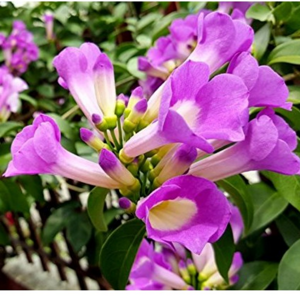Garlic Vine - ( Mansoa alliacea )Flowering/Ornamental/Medicinal/ Creep ...