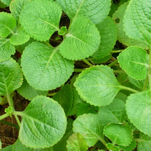 Panikoorka / Indian borage / Indian mint / Mexican mint / Mexican oreg ...