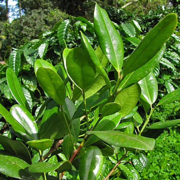 All Spice Plant / Sarvasugandhi / Jamaica pepper (Pimenta dioica) Flow ...