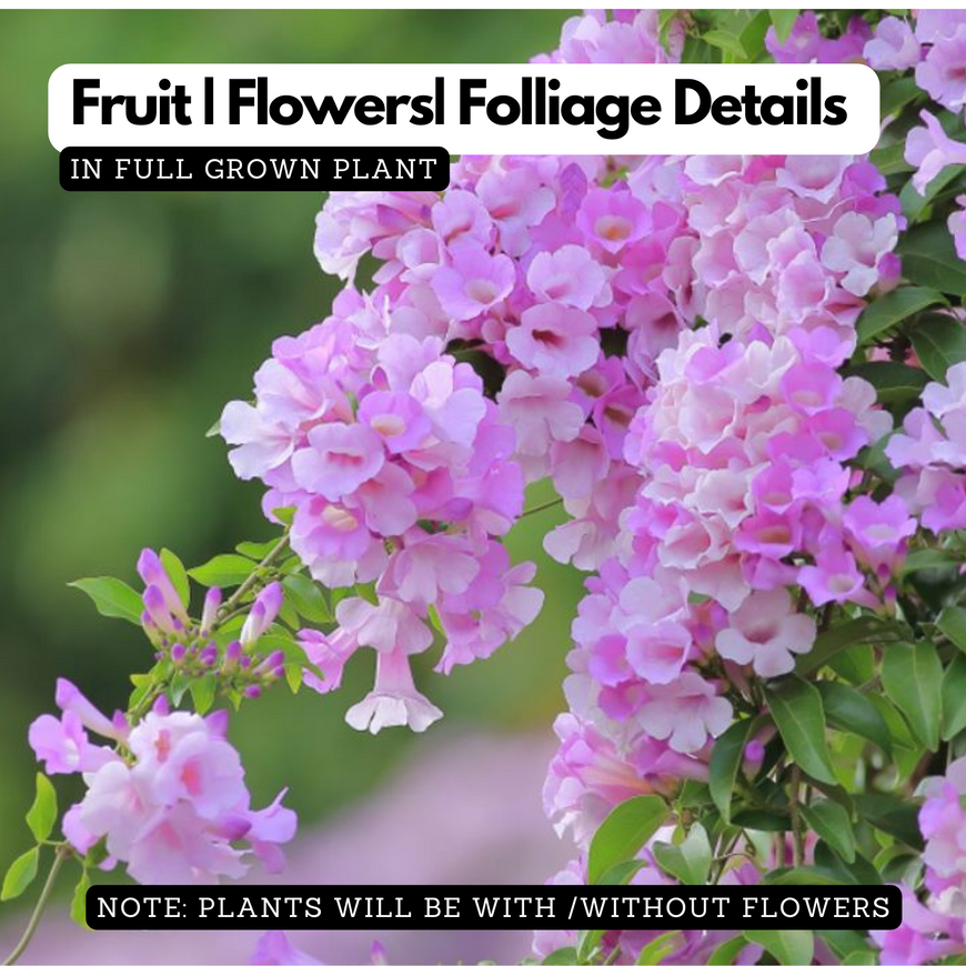 Valencia Magnet Big Plastic Pot – Hug A Plant