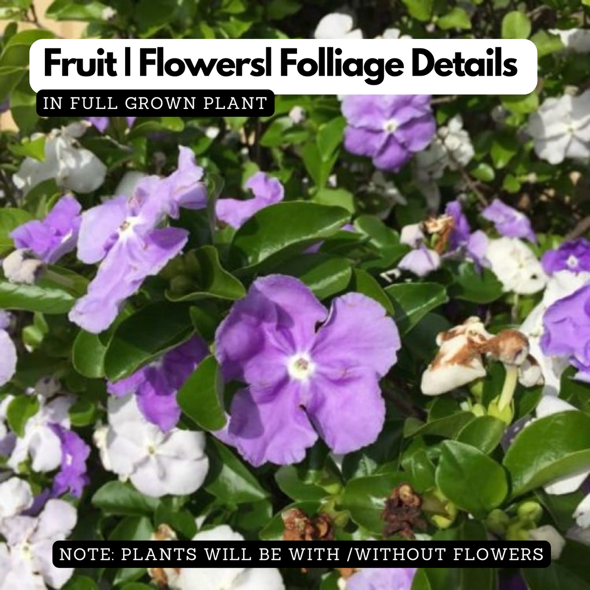 Flowering Plants – Hug A Plant