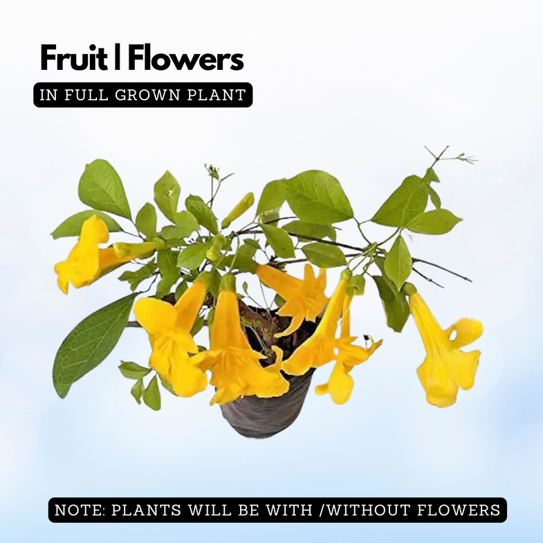 Medicinal Plants – Hug A Plant