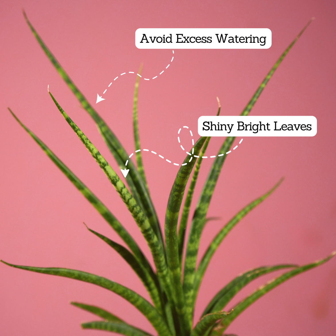 Table Top Plants in Self-Watering Pots – Hug A Plant
